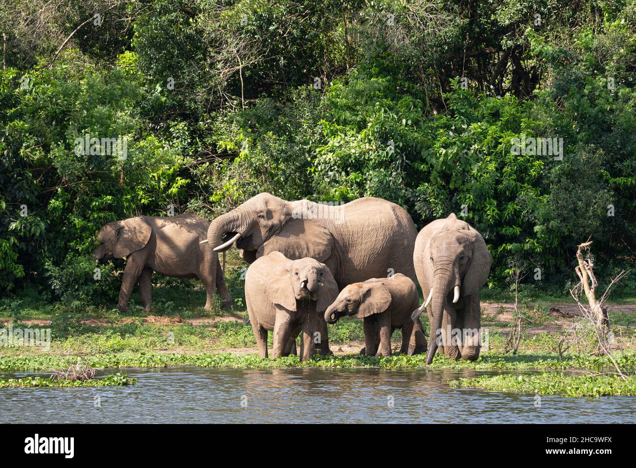 Murchison falls elephant hi-res stock photography and images - Alamy