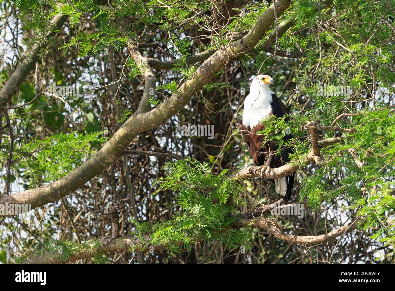 Close up image of african fish eagle haliaeetus vocifer hi-res stock ...