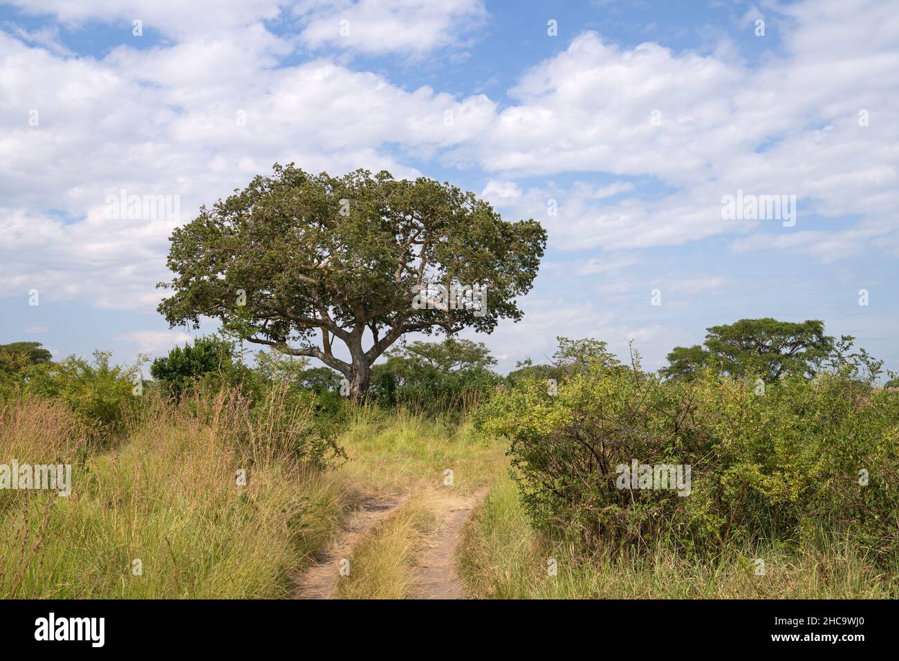Panoramic landscape of Ishasha National Park in Uganda, East Africa ...