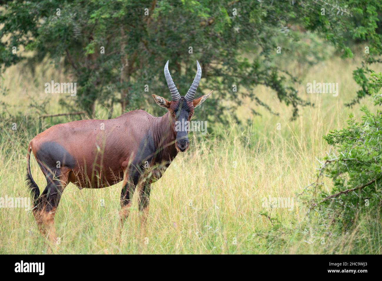 Topi (Damaliscus jimela), Ishasha National Park, Uganda Stock Photo - Alamy