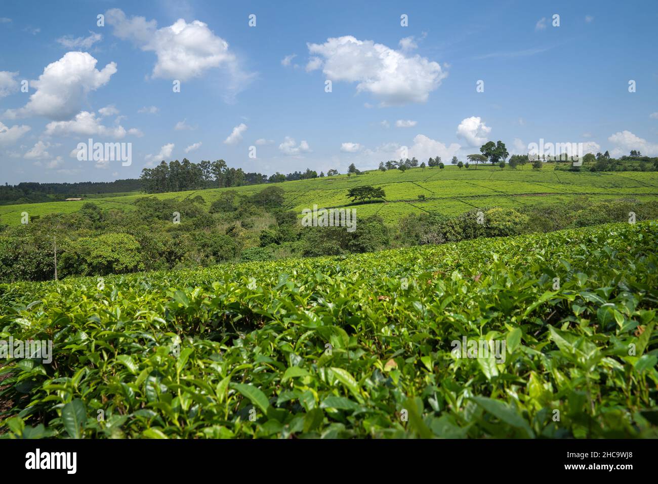 Panoramic image of rural landscape with tea fields, Uganda Stock Photo ...