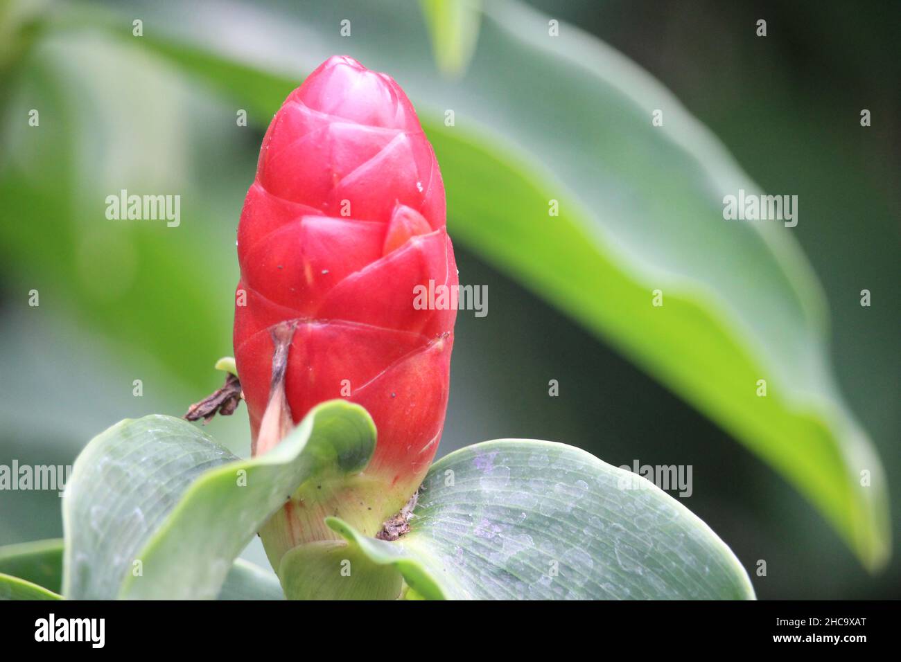 red wildflowers on the side of the road near a city park that are ...