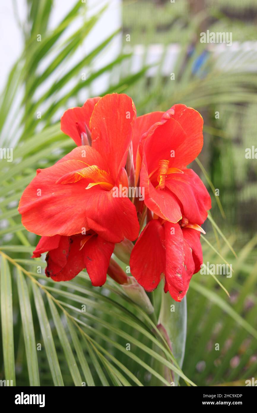 red wildflowers on the side of the road near a city park that are ...