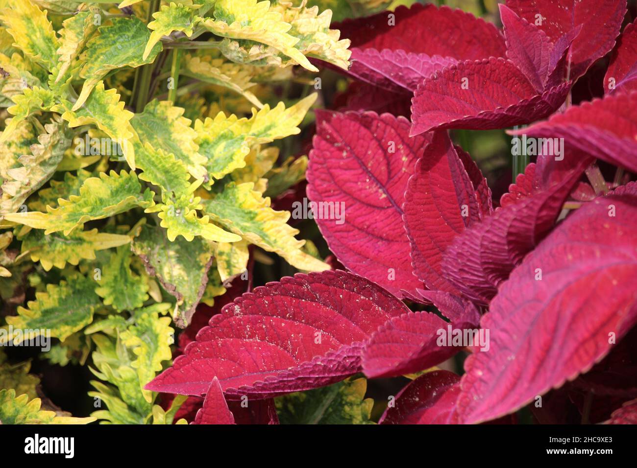 yellow and red leaves that match the illustration and wallpaper Stock ...