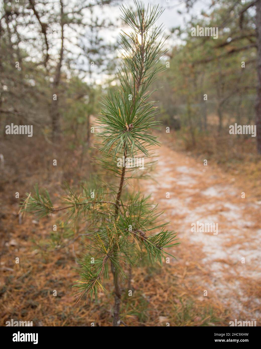 Vertical shot of a small pine tree growing in a forest Stock Photo - Alamy