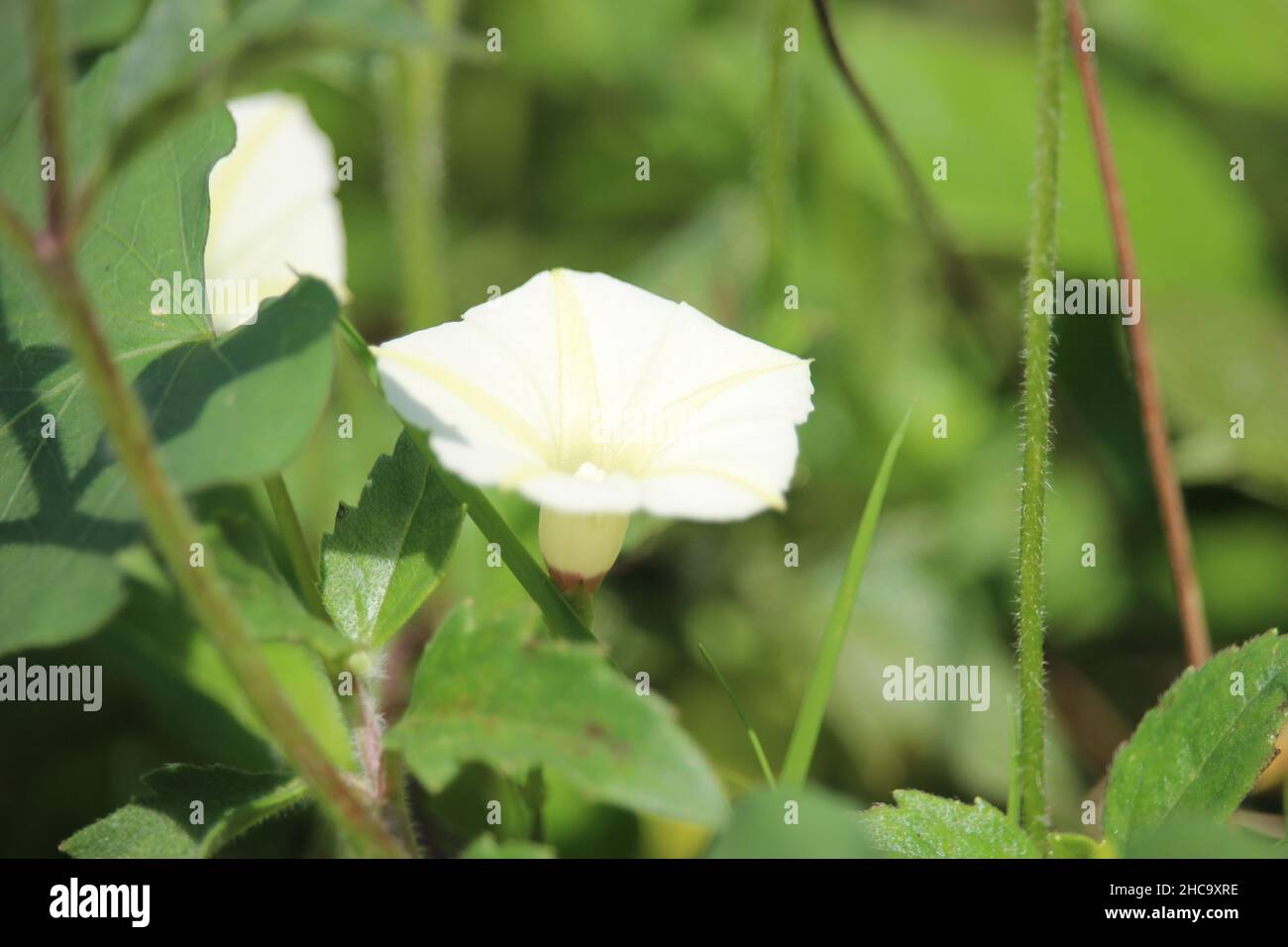 white 9 o'clock flowers that grow wild in the yard of the house Stock ...