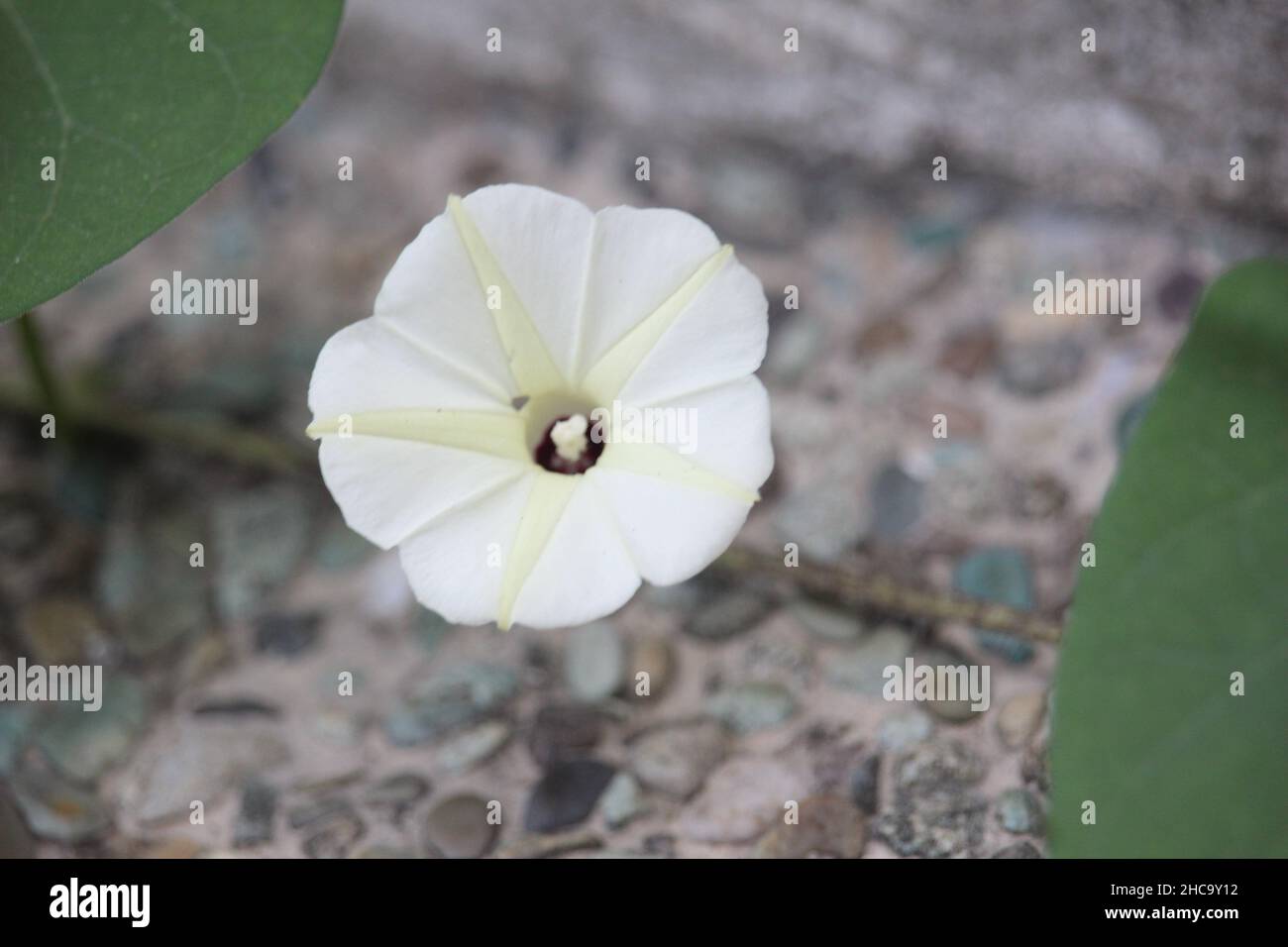 white 9 o'clock flowers that grow wild in the yard of the house Stock ...