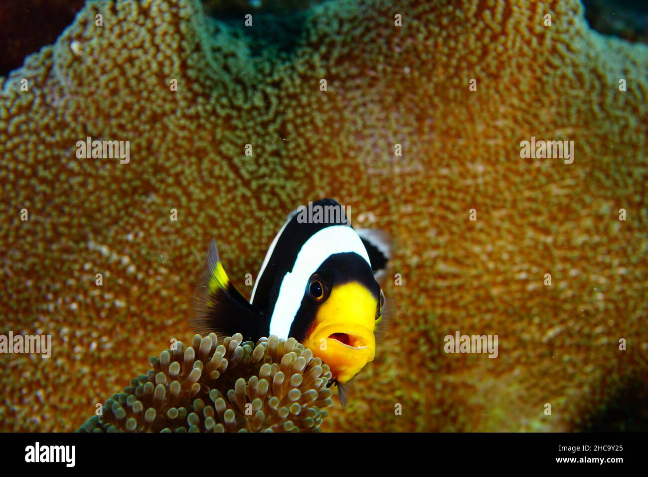 Underwater bali hi-res stock photography and images - Alamy