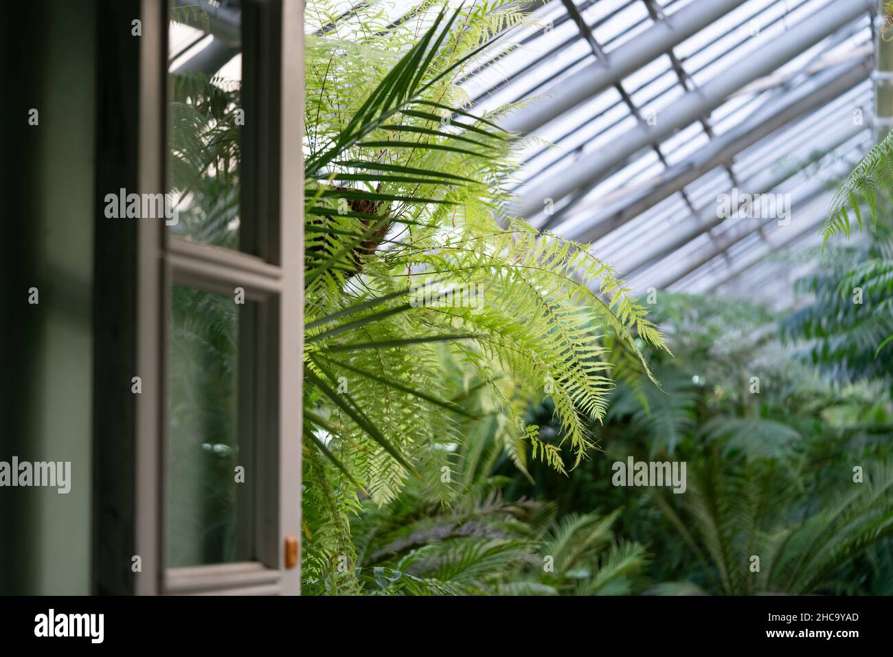 Greenhouse or orangery with tropical exotic plants. Interior of ...