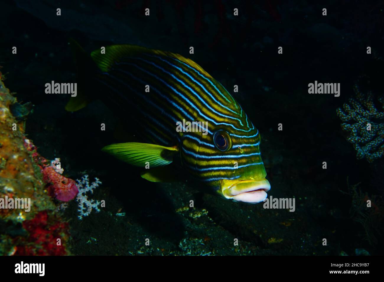 Sweetlips fish floating underwater, Mabul Island, Malaysia Stock Photo ...
