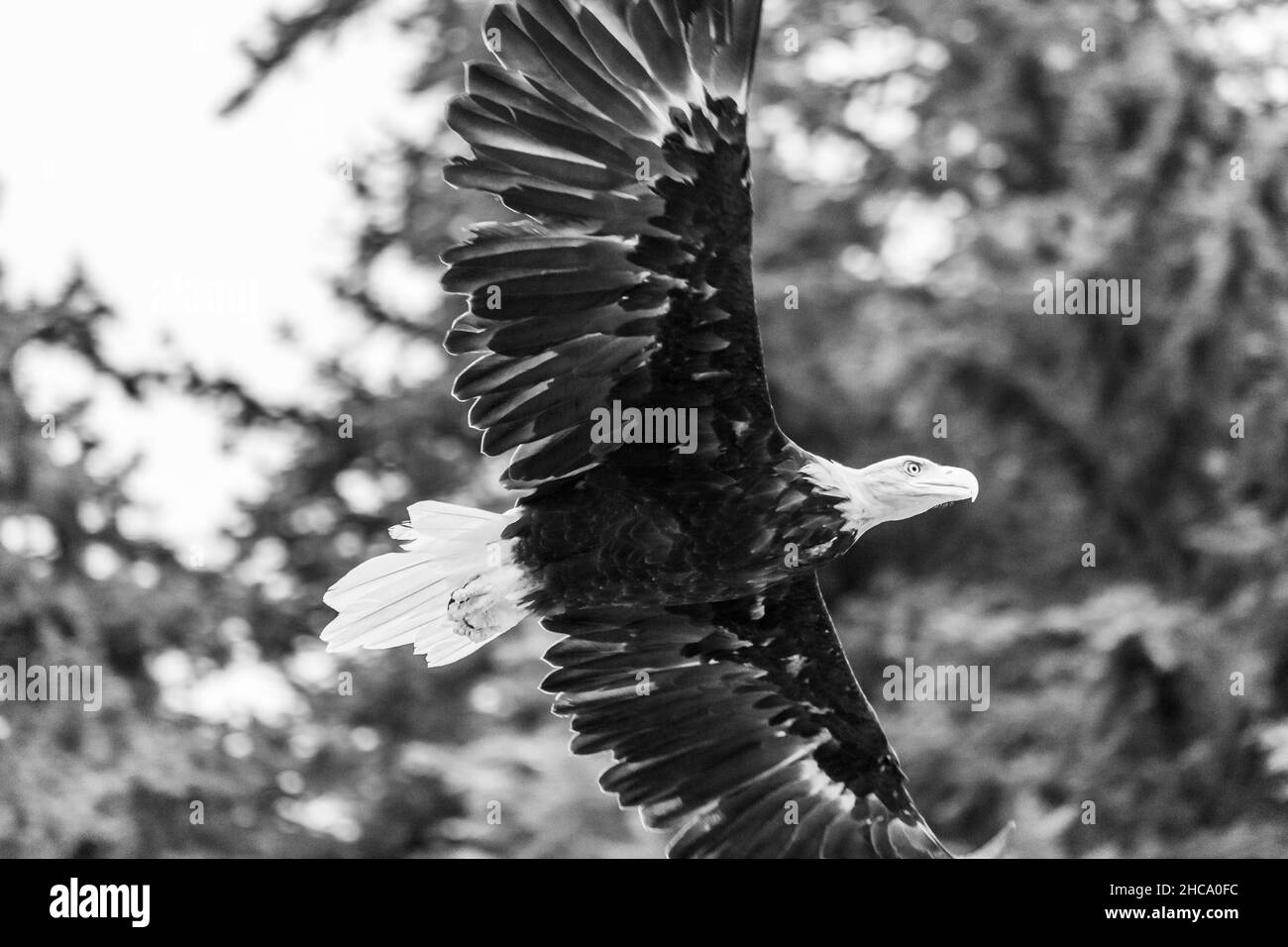 Grayscale shot of a flying bald eagle in Alaska Stock Photo - Alamy