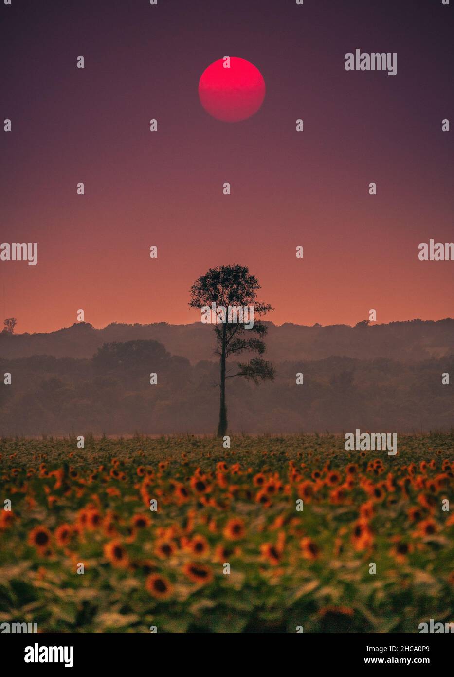 Vertical shot of a beautiful field of sunflowers and a tree at sunset ...
