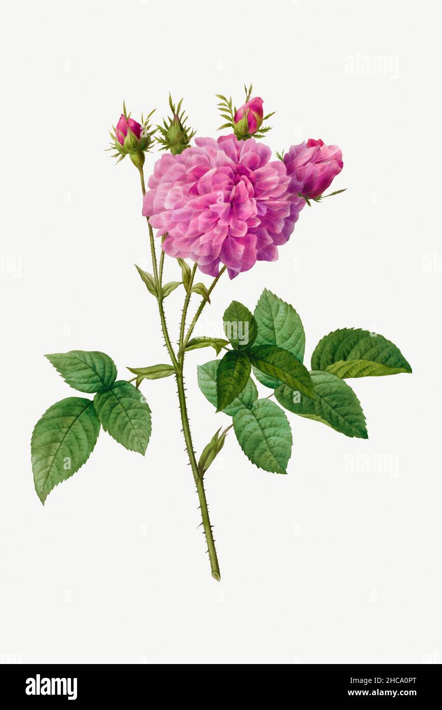 Agatha Rose (Rosa Gallica Agatha) (1817–1824) by Pierre-Joseph Redouté ...