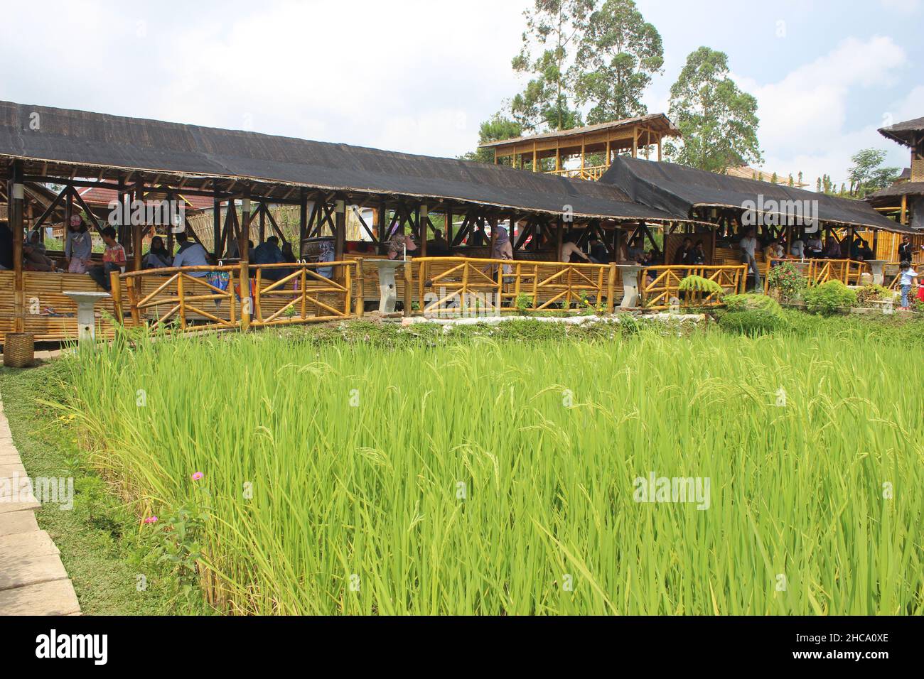 The atmosphere of rice fields on the edge of a beautiful and cool ...