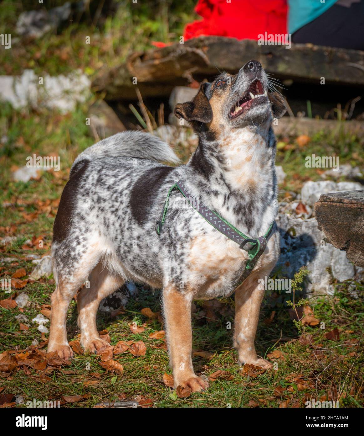 Dog standing up hi-res stock photography and images - Alamy