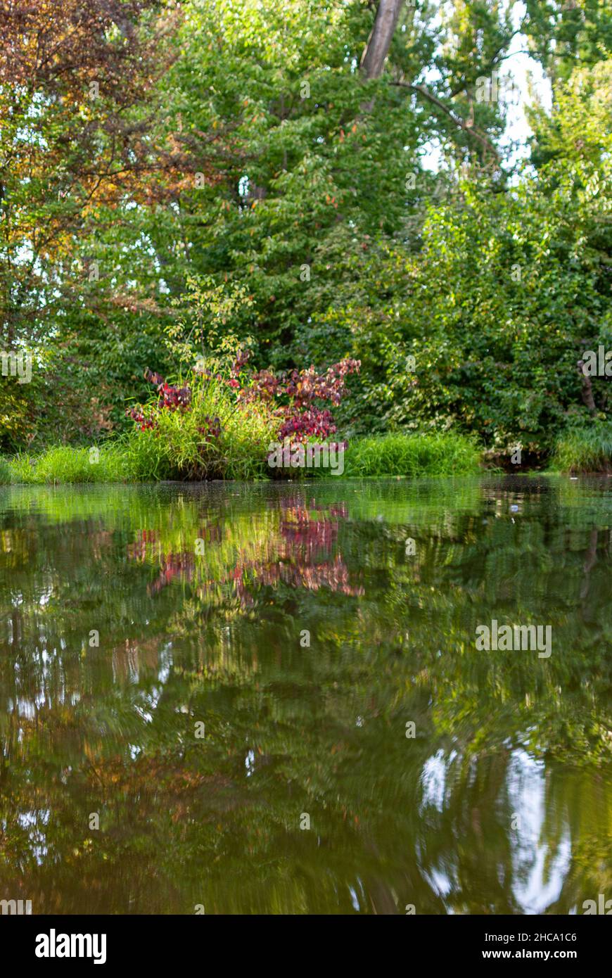 A lake reflection of beautifule summer trees in the park Stock Photo ...