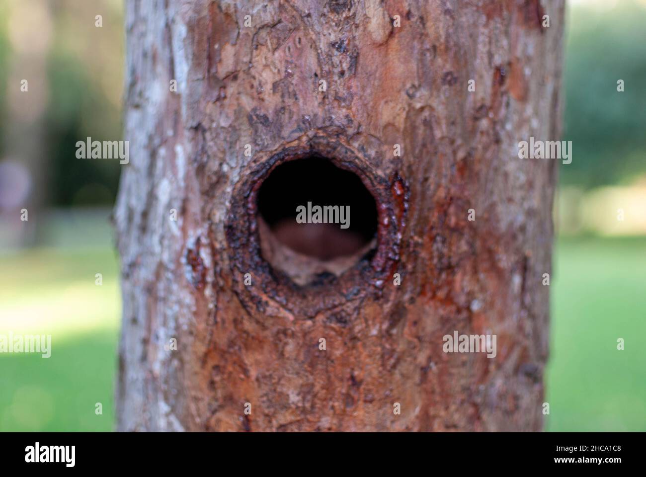 bird hole in the tree, home Stock Photo - Alamy