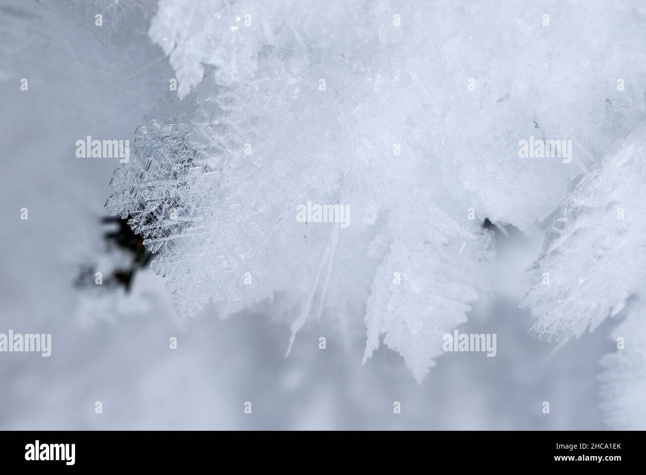 Snowflake and feather shapes in surface hoar Stock Photo - Alamy