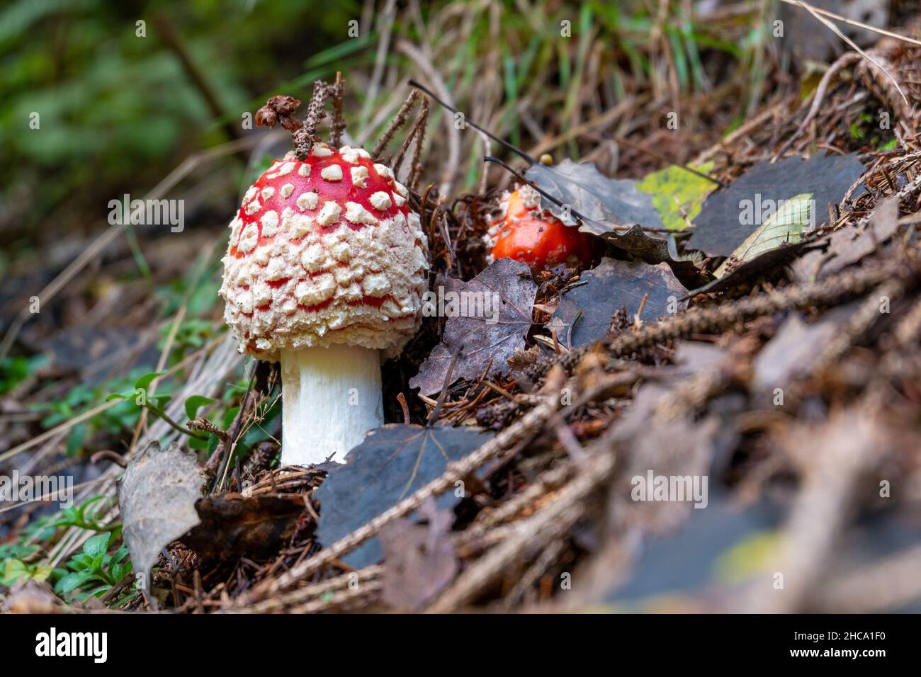 Two small red toadstools pushing through forest floor Stock Photo - Alamy