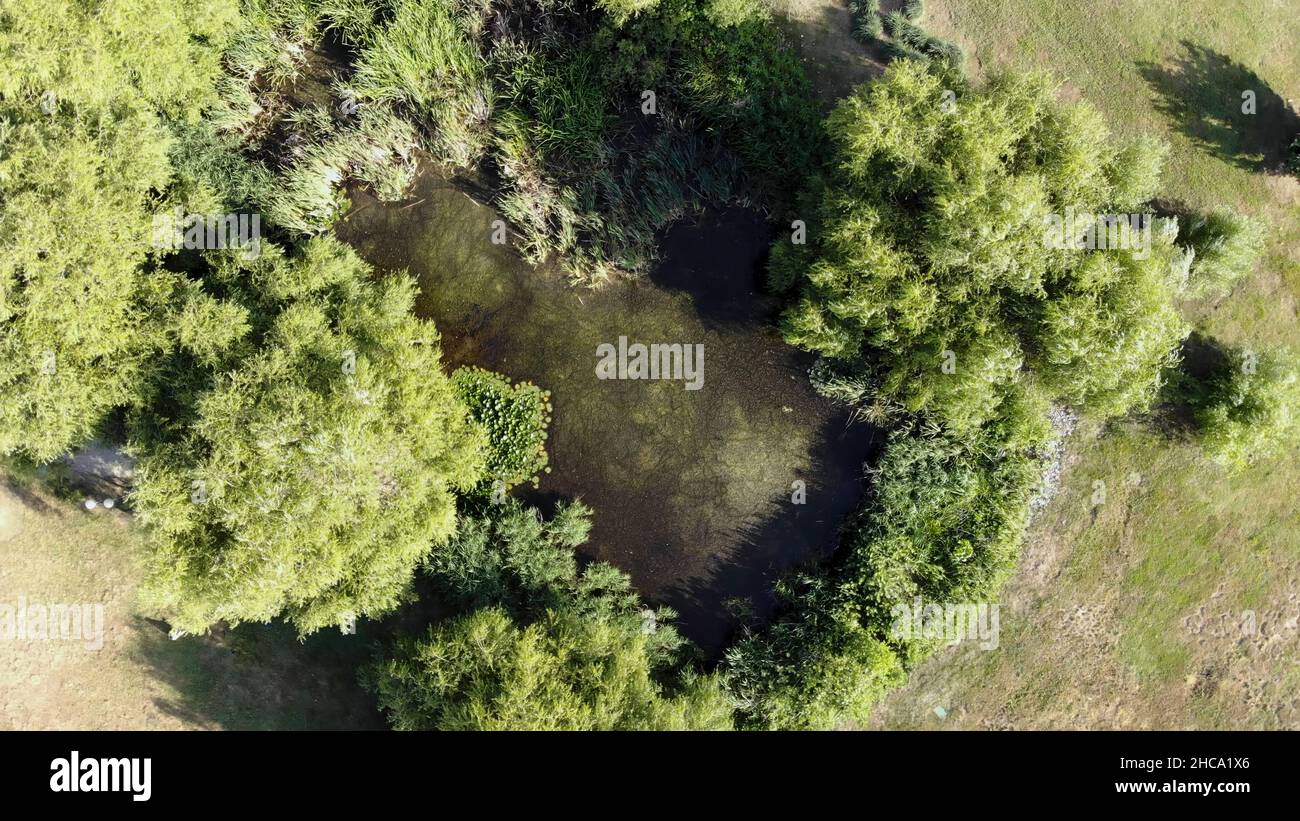 Aerial view of a green pond with bushes and green water lilies. Top ...