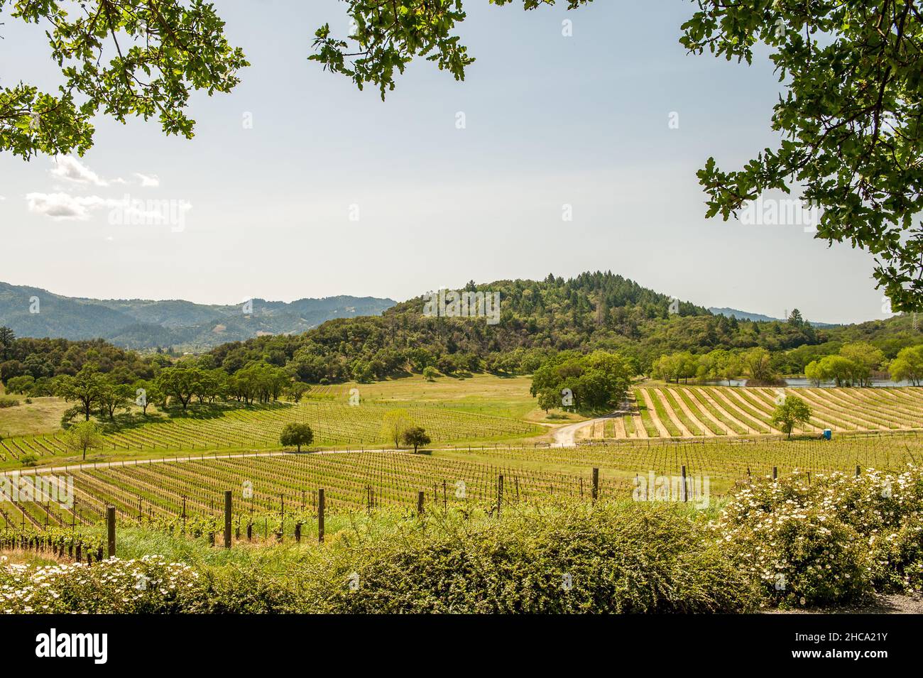 Vineyard in Napa Valley during spring in California, USA Stock Photo ...