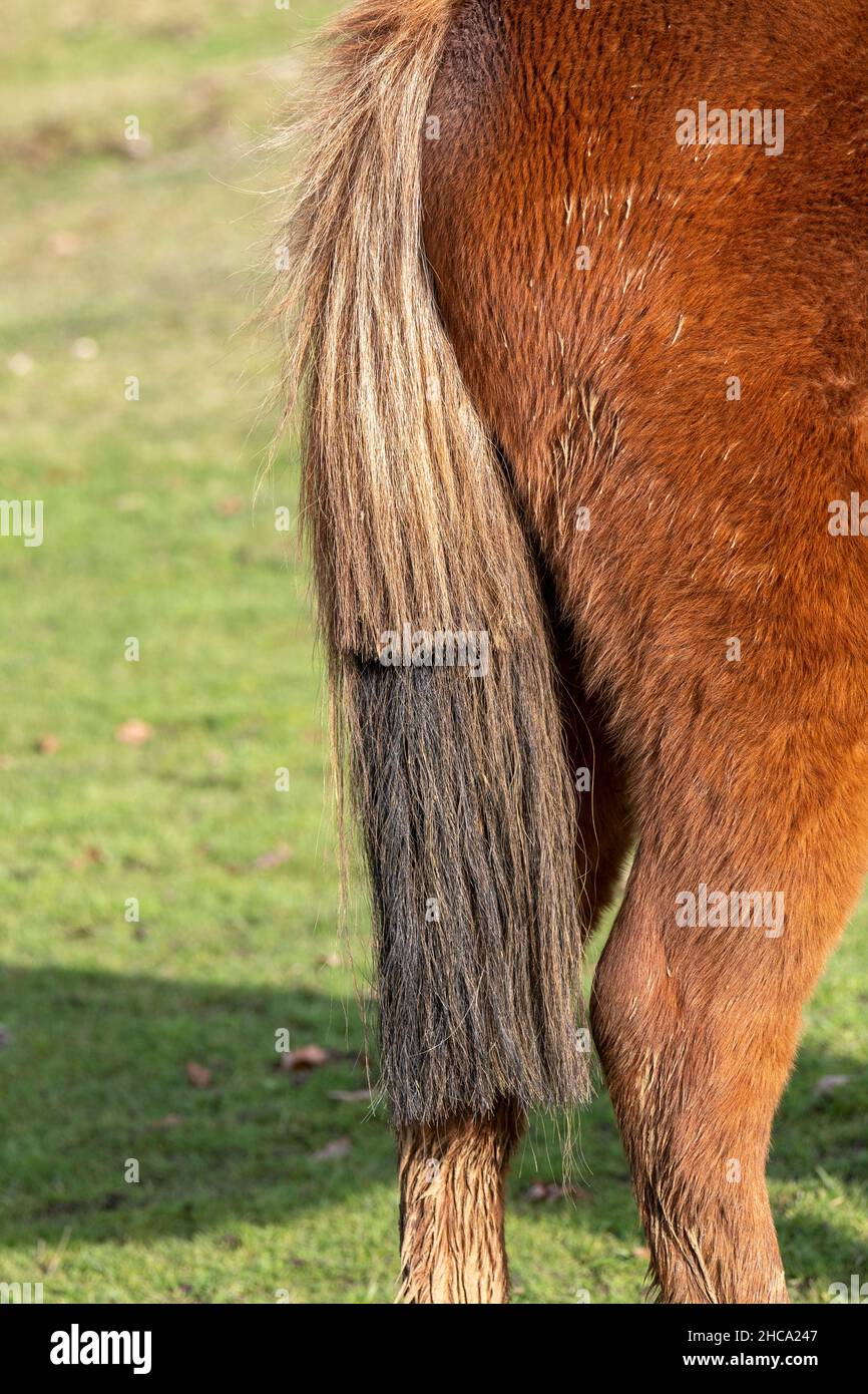 Identifying tail cut marks hi-res stock photography and images - Alamy