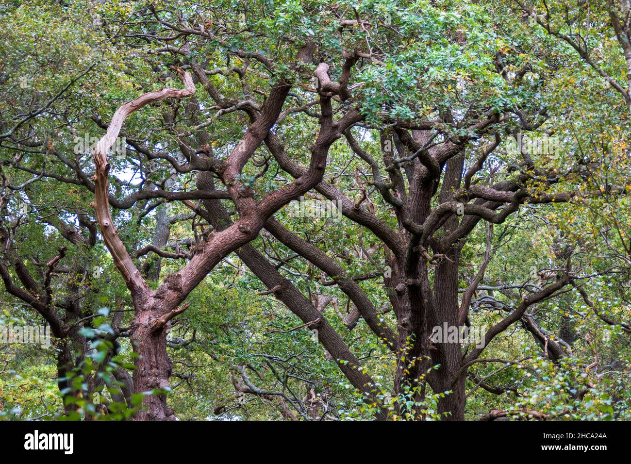 The upper branches of ancient woodland broadleaved trees in Britain ...