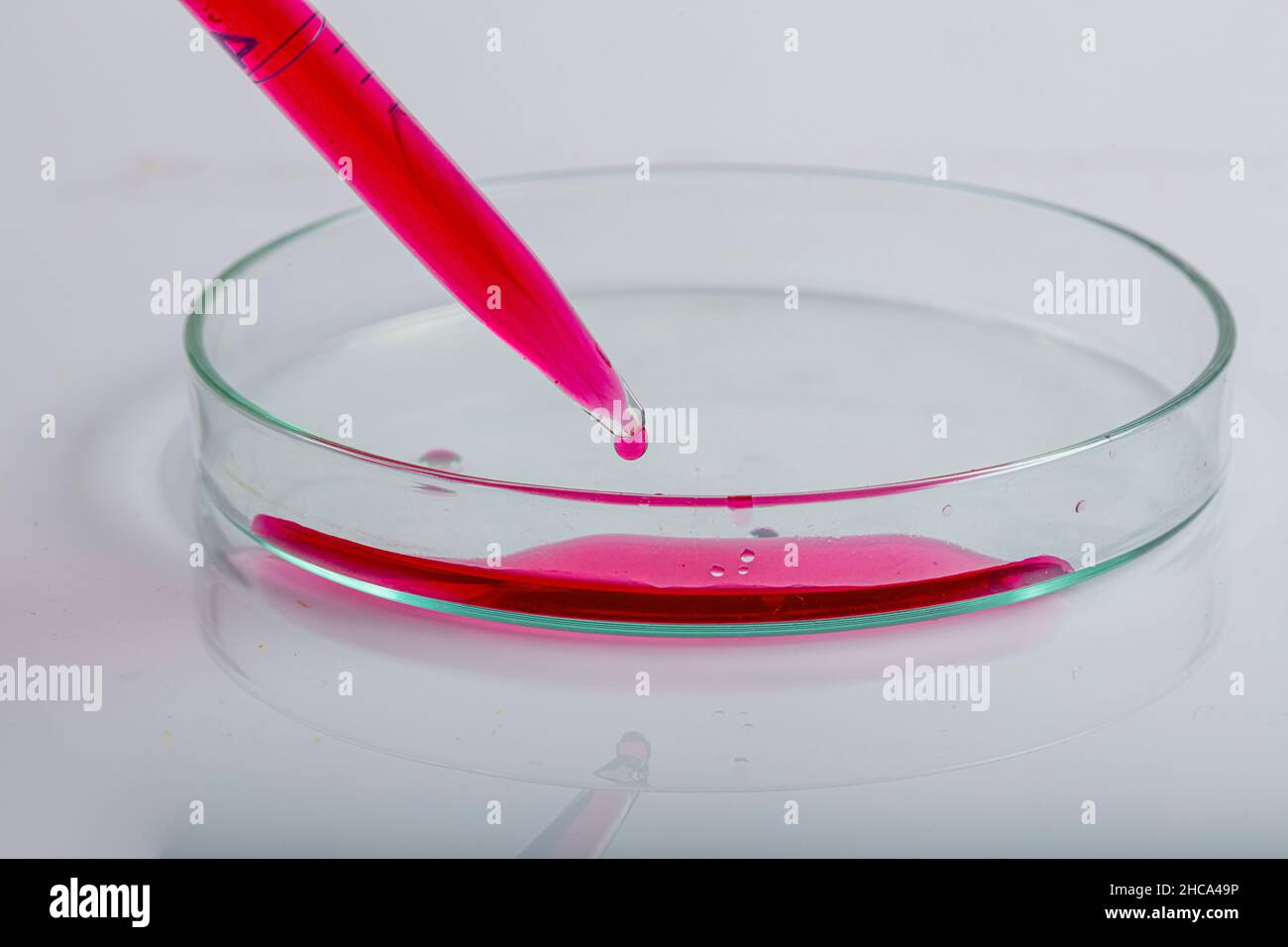 Laboratory pipette with drop of red liquid over Petri dishes with red ...