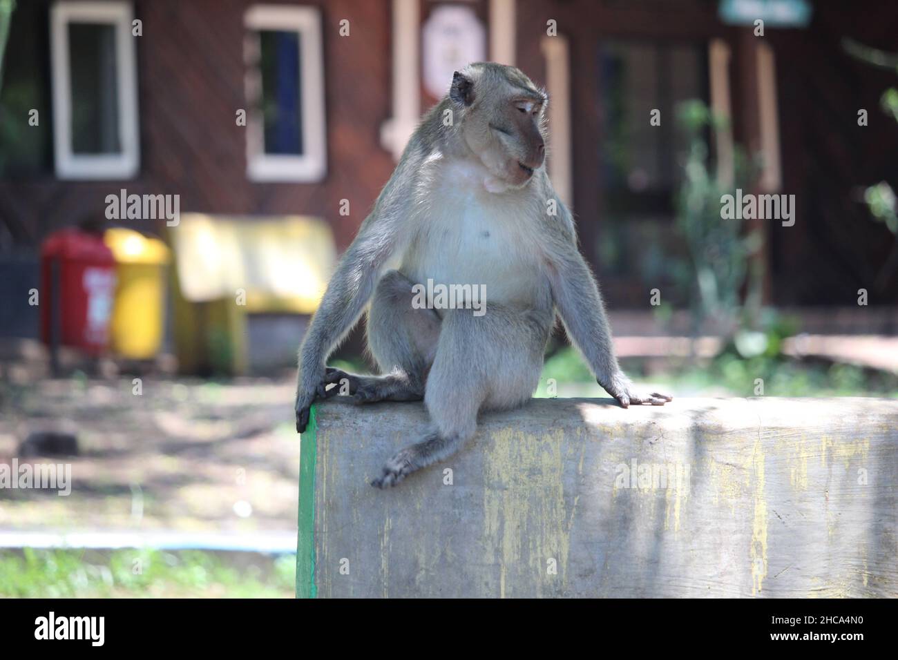 monkey chatting with his cute and spoiled family in the savanna of ...