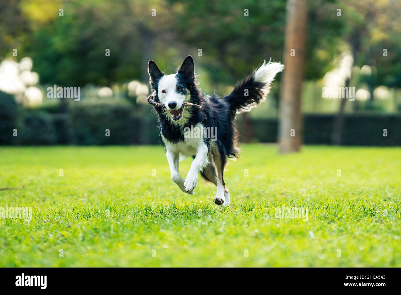 Border collie stick hi-res stock photography and images - Alamy