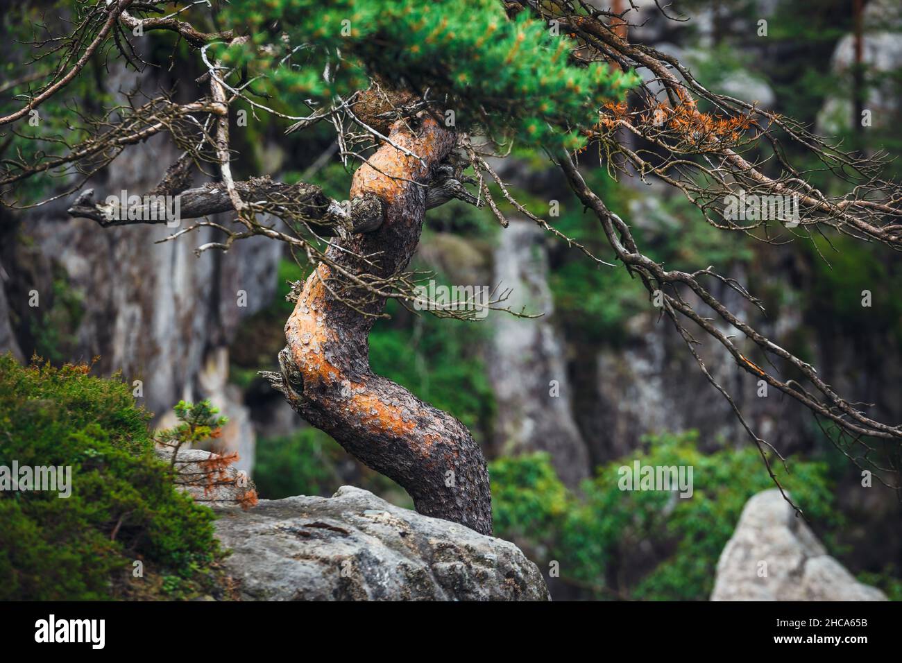 Lonely pine tree growing on the rocks Stock Photo - Alamy