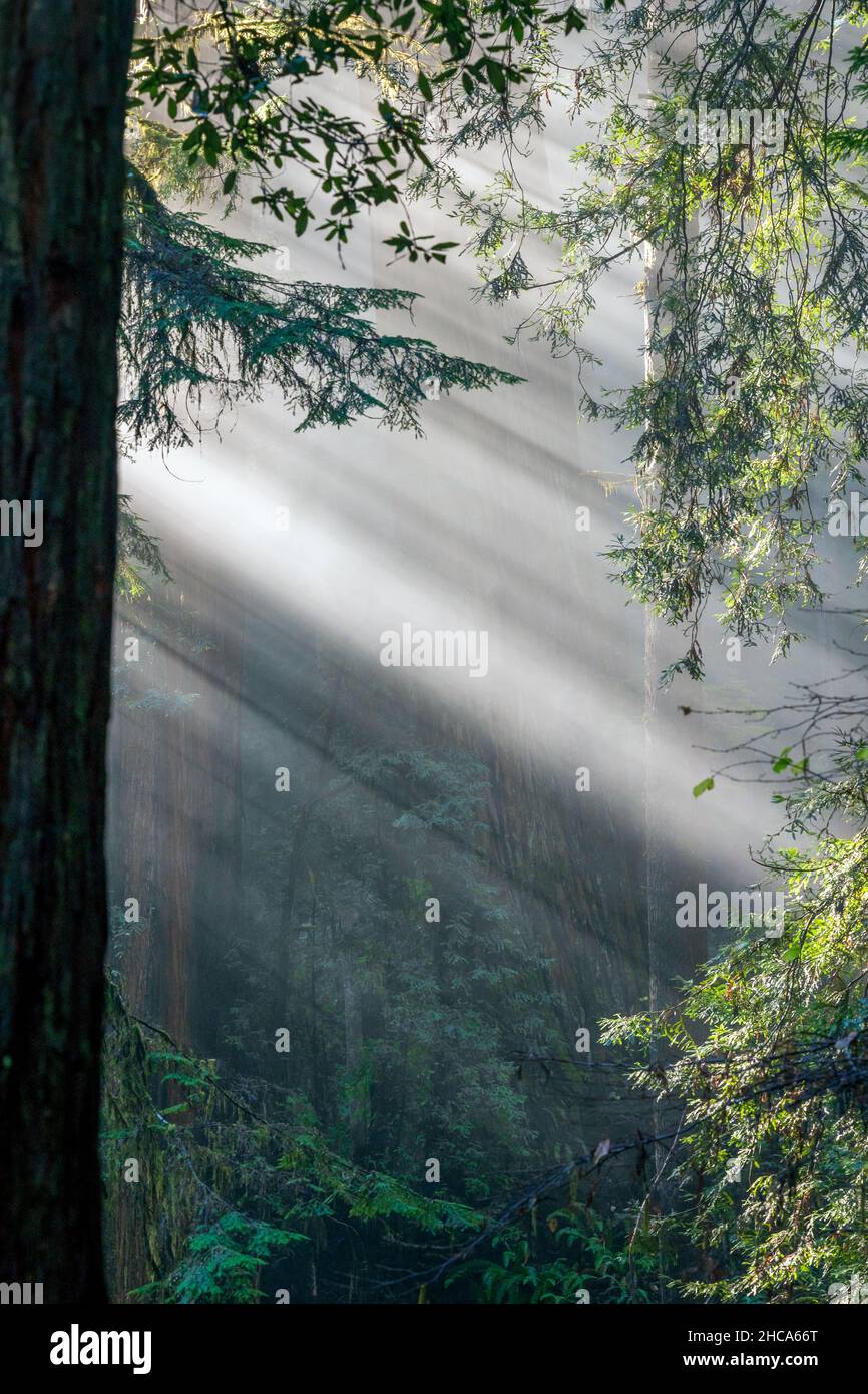 Sun rays falling on growing vegetation in a forest Stock Photo - Alamy