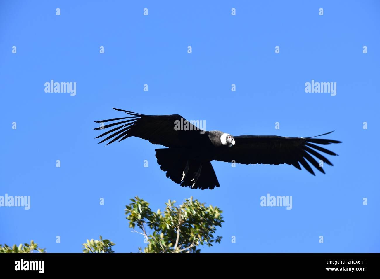 Scenic view of a black eagle flying in the blue sky Stock Photo - Alamy