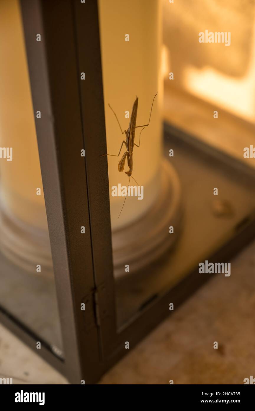 Rectangular cage hi-res stock photography and images - Alamy