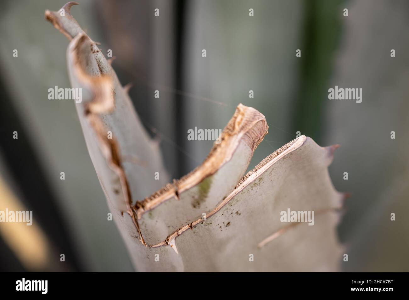 Closeup of a damaged agave with its top missing and cobwebs covering it ...