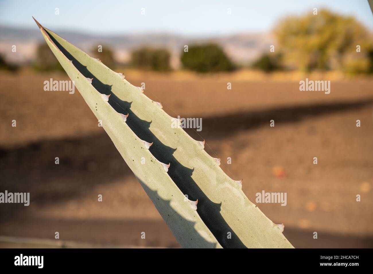 Closeup of a long blade of agave under bright sunlight on a hot day in ...
