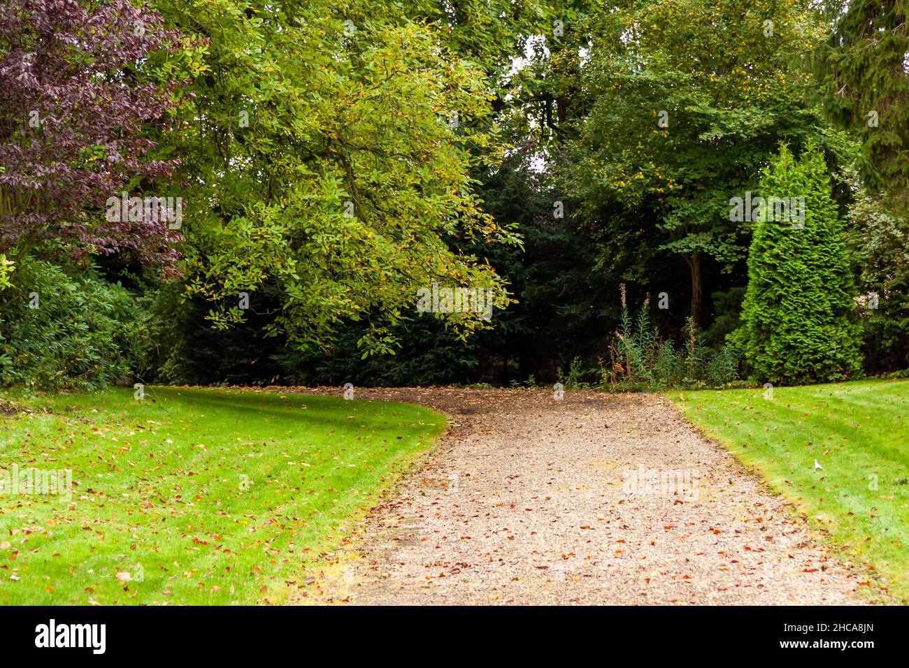 Beautiful view of a park with large trees Stock Photo - Alamy
