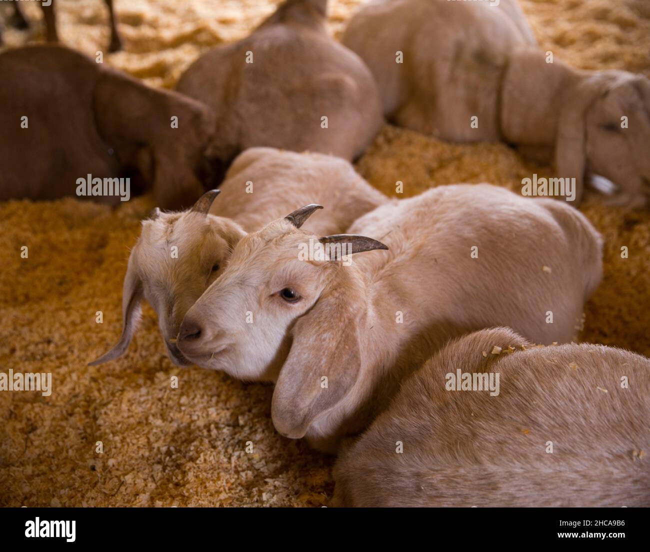 Organic goat farm smiling hi-res stock photography and images - Alamy