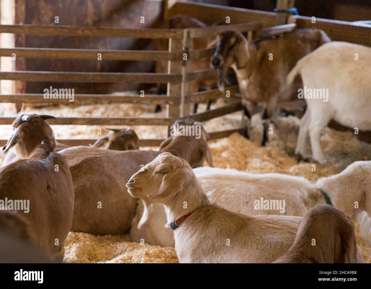 Children with baby goats hi-res stock photography and images - Alamy