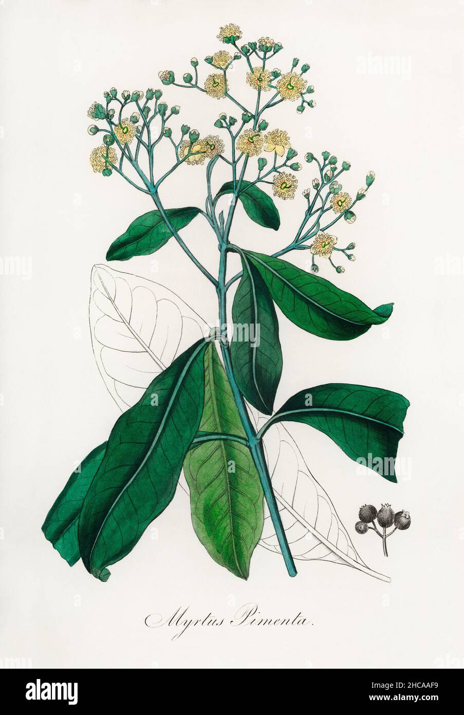 Allspice (Myrtus pimenta) illustration from Medical Botany (1836) by ...