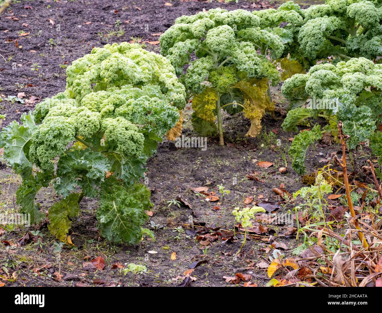 Bunch of green plants hi-res stock photography and images - Alamy