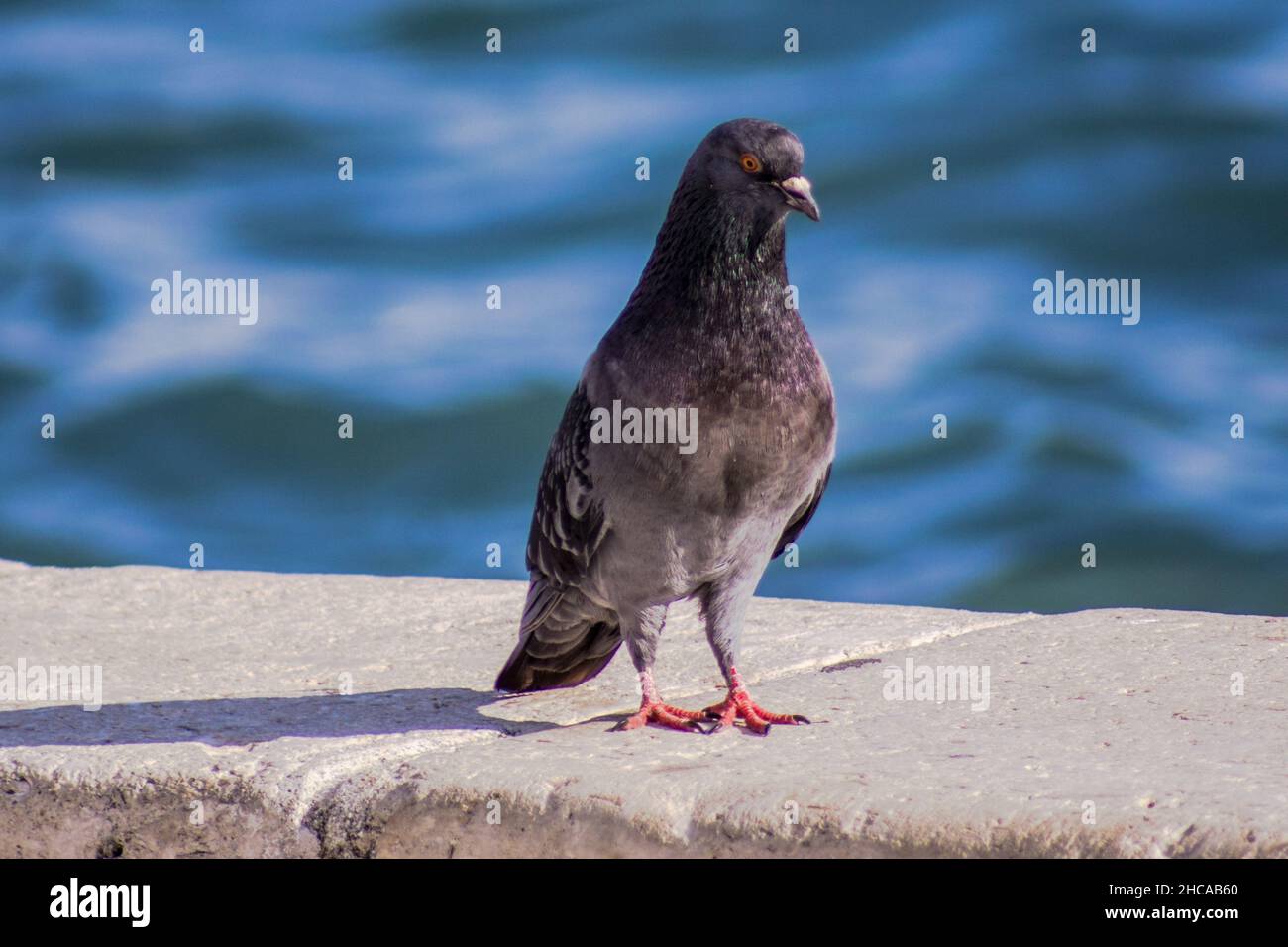 Common pigeon in the blurred background of the lake Stock Photo - Alamy