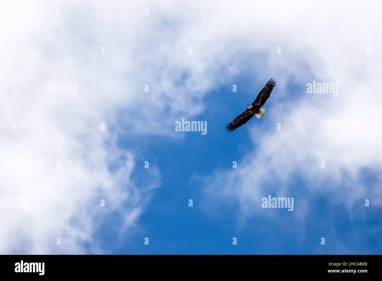 Eagle flying high hi-res stock photography and images - Alamy