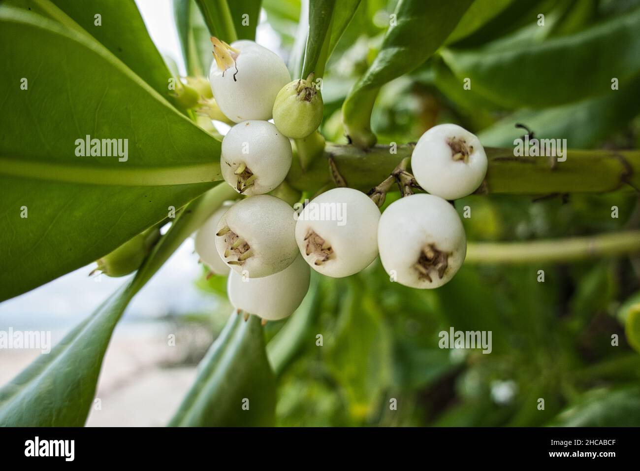 Queensland berry tree hi-res stock photography and images - Alamy