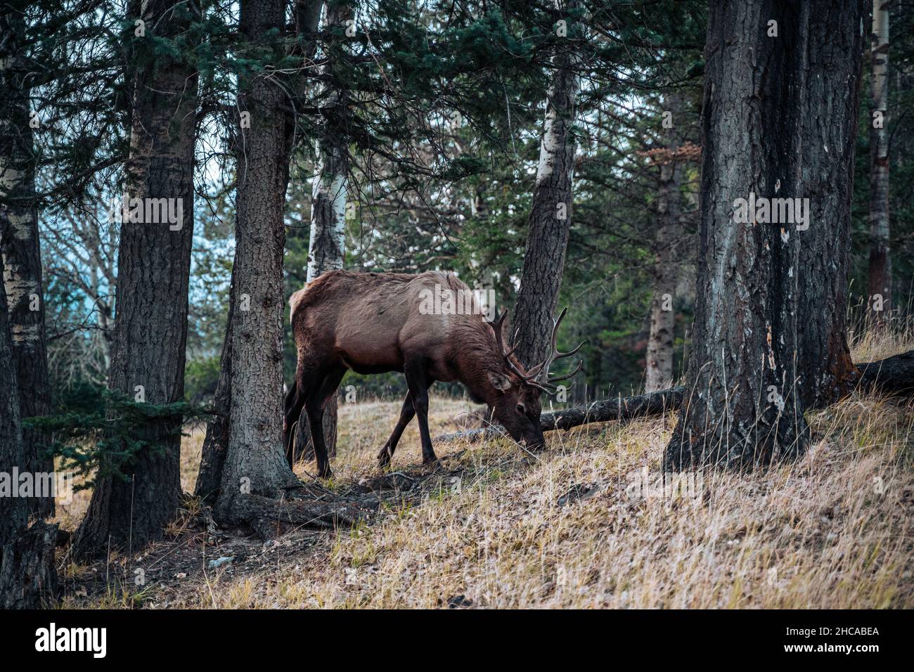 Moose walking around in a forest with trees Stock Photo - Alamy