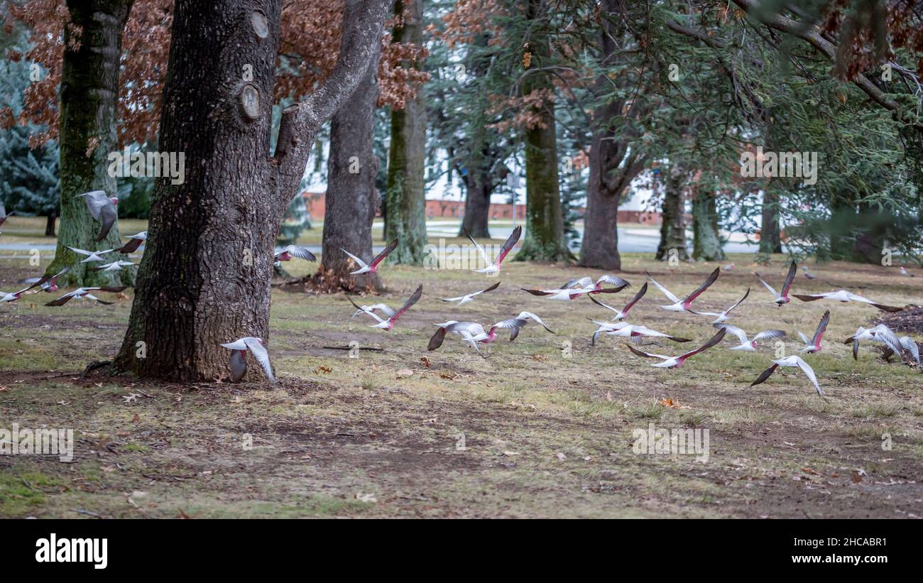 Seagulls lakeshore animal wildlife hi-res stock photography and images ...