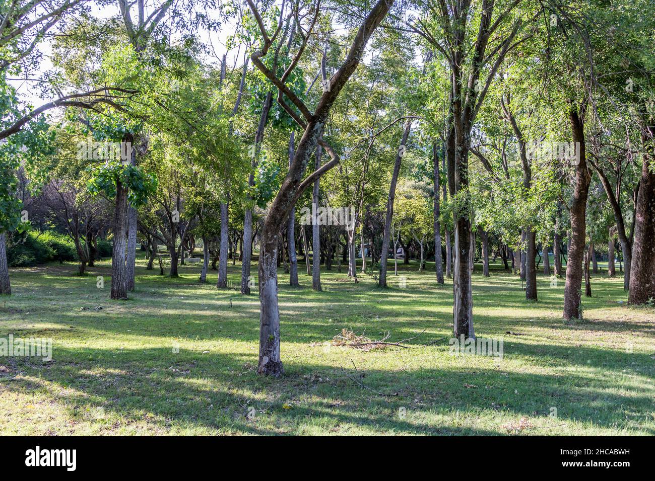 Beautiful view of a landscape with trees and greenery Stock Photo - Alamy