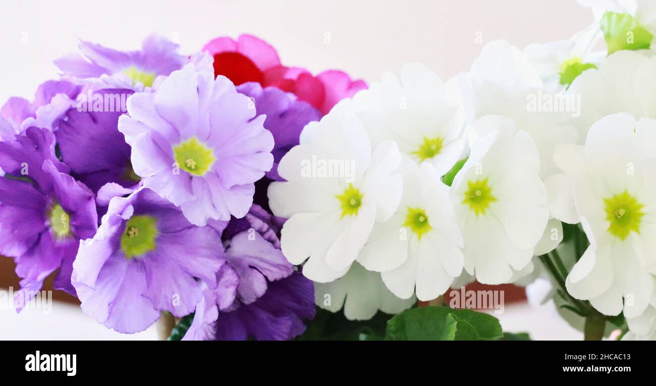 Closeup of pretty violet and white Primula Obconica flowers Stock Photo ...
