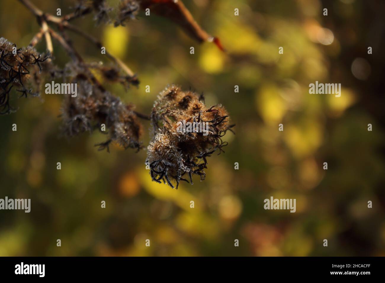 Withered blossoms on a branch covered with frost with sunlight dropping ...