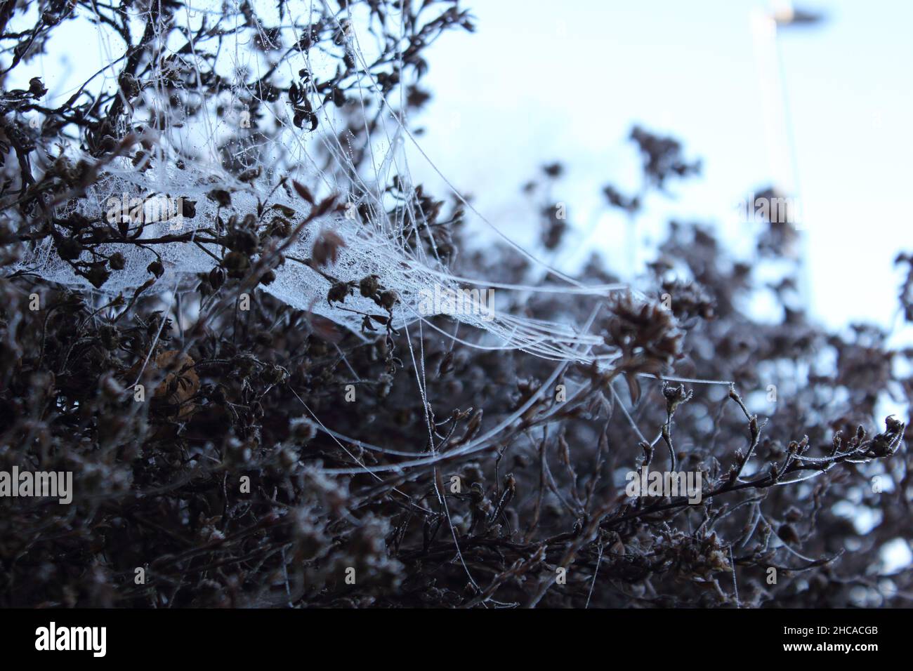 Closeup of pale withered flower buds and leaves with a spider web on ...